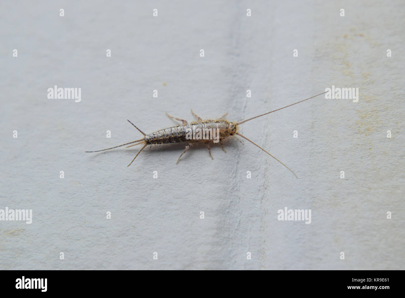 Insect feeding on paper - silverfish Stock Photo - Alamy