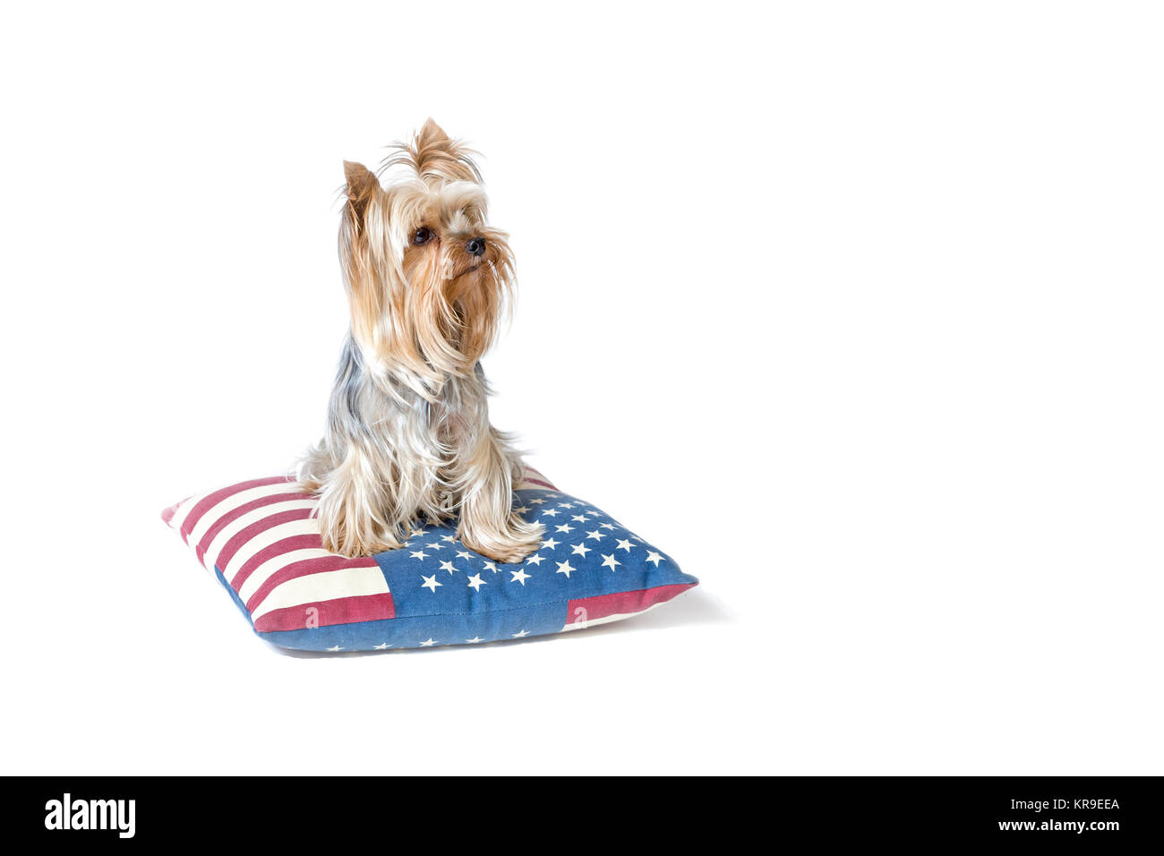 American Yorkshire Terrier Stock Photo - Alamy