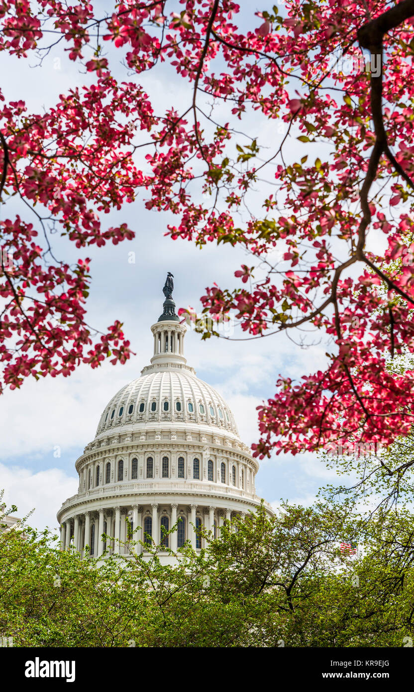The United States Capitol dome seen through flowering Spring trees ...