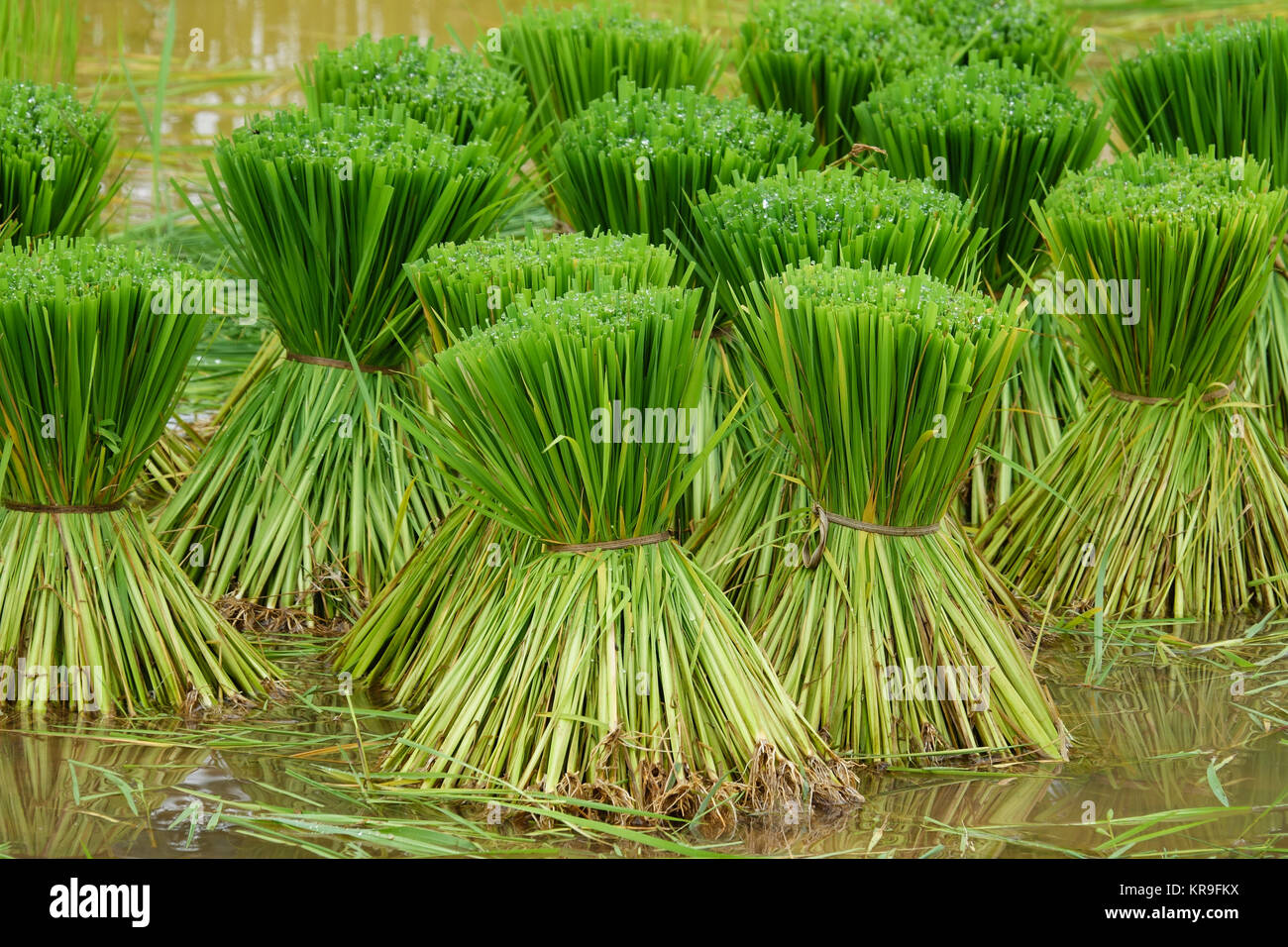 Rice plant seedling hi-res stock photography and images - Alamy