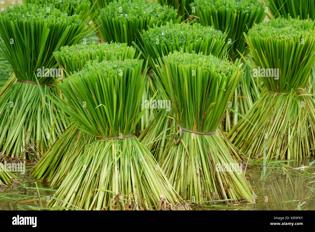 Rice plant seedling hi-res stock photography and images - Alamy