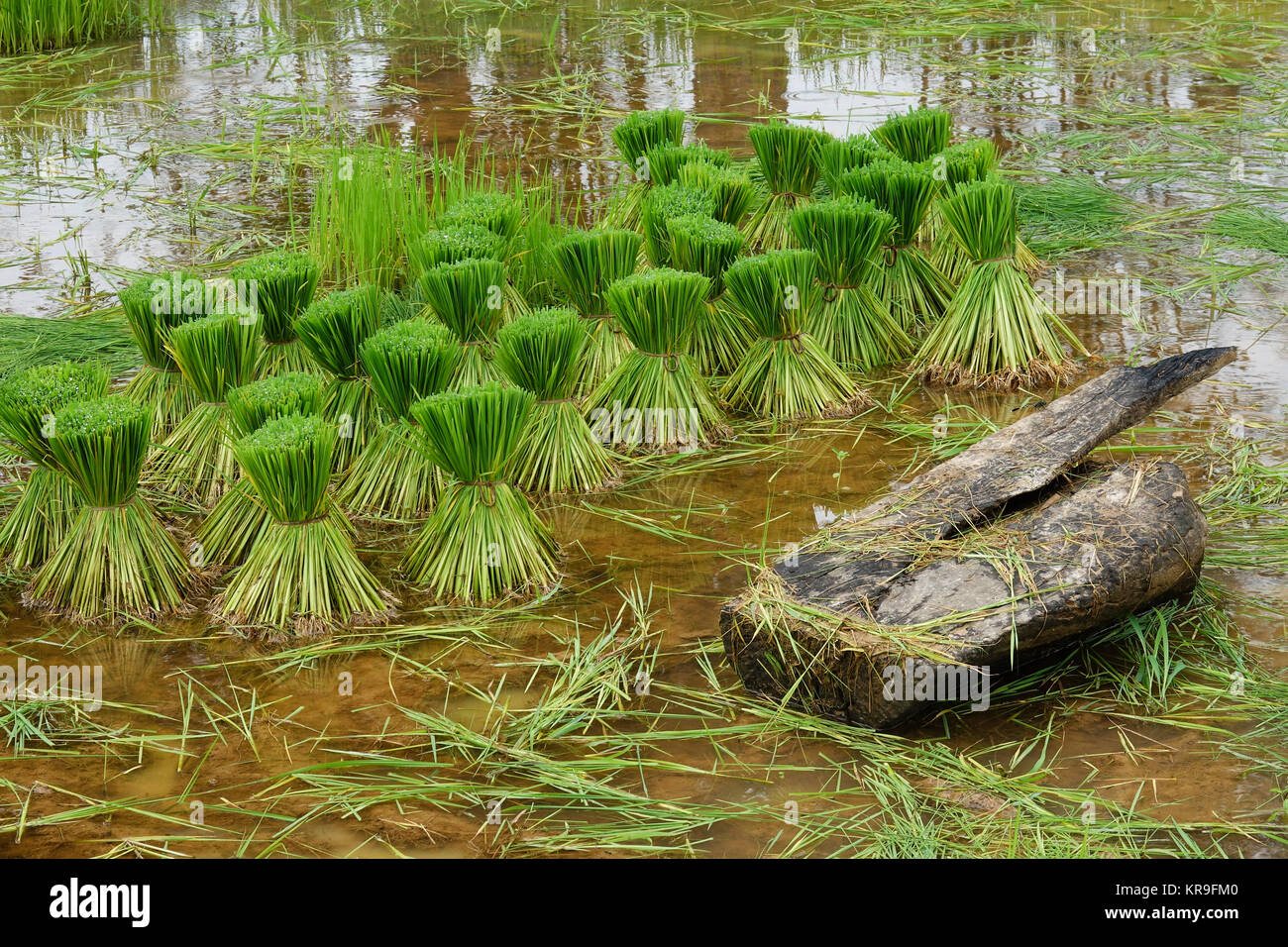 Rice plant seedling hi-res stock photography and images - Alamy