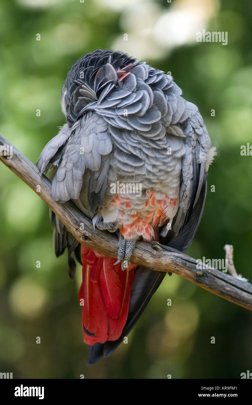 tired graupapagei / tired african grey parrot Stock Photo - Alamy