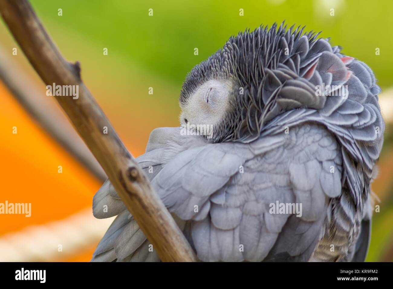 tired graupapagei / tired african grey parrot Stock Photo - Alamy