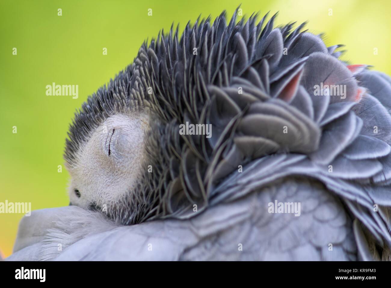tired graupapagei / tired african grey parrot Stock Photo - Alamy