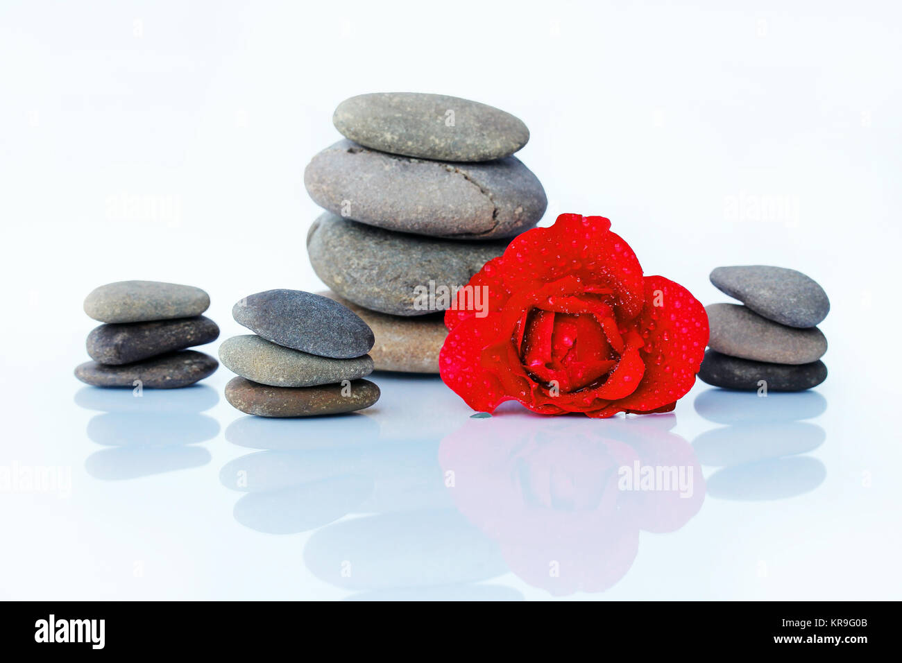 Harmony rose hi-res stock photography and images - Alamy