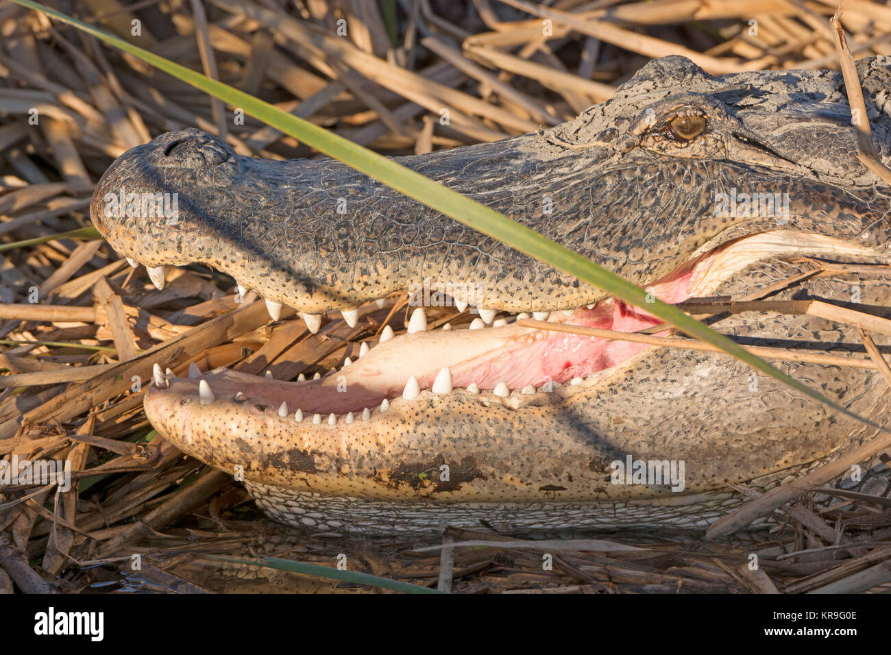 Open Mouth of an Alligator Stock Photo - Alamy