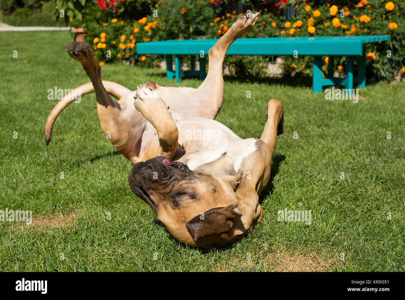 female of Fila Brasileiro (Brazilian Mastiff Stock Photo - Alamy