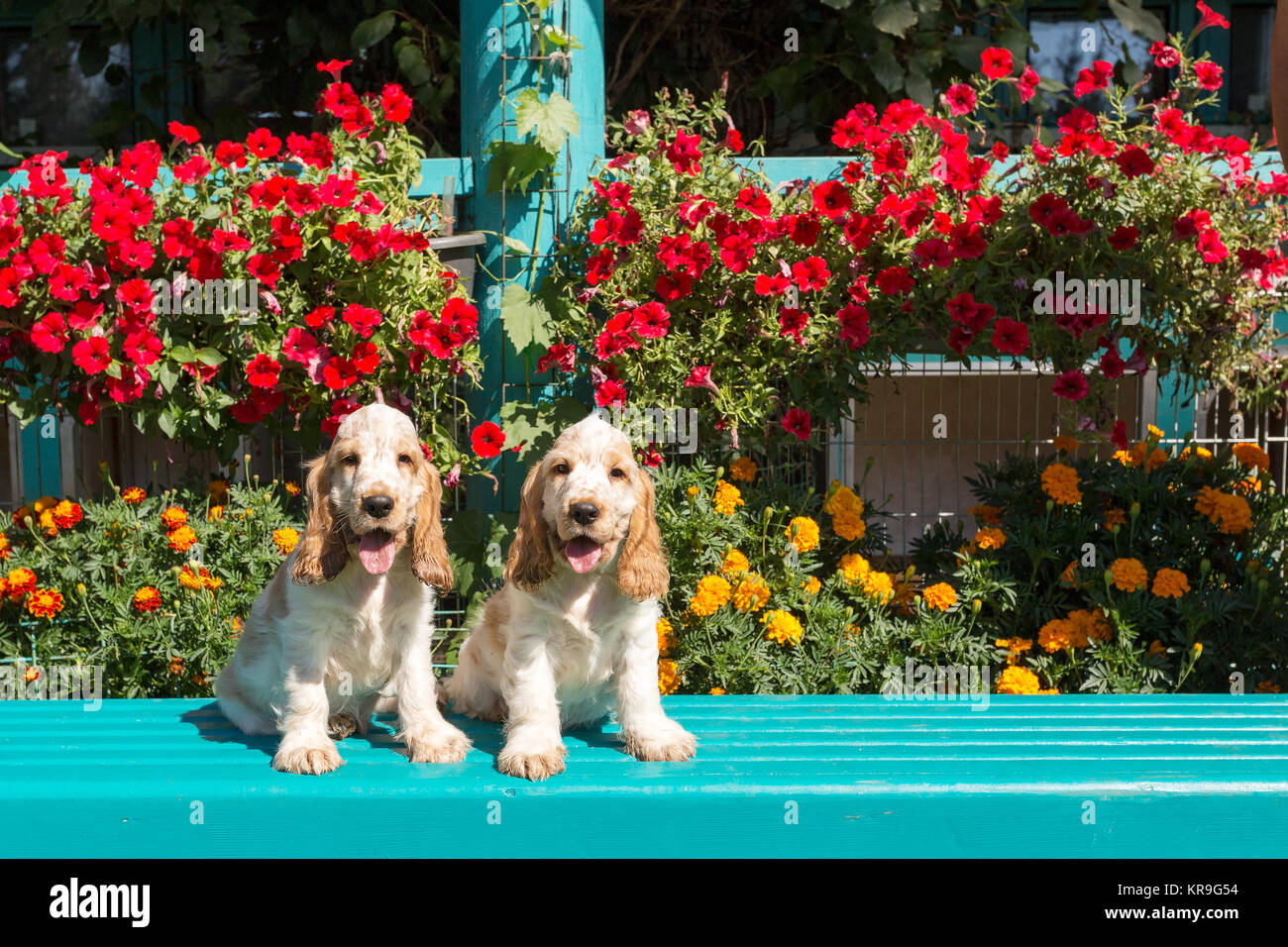 purebred English Cocker Spaniel with puppy Stock Photo - Alamy