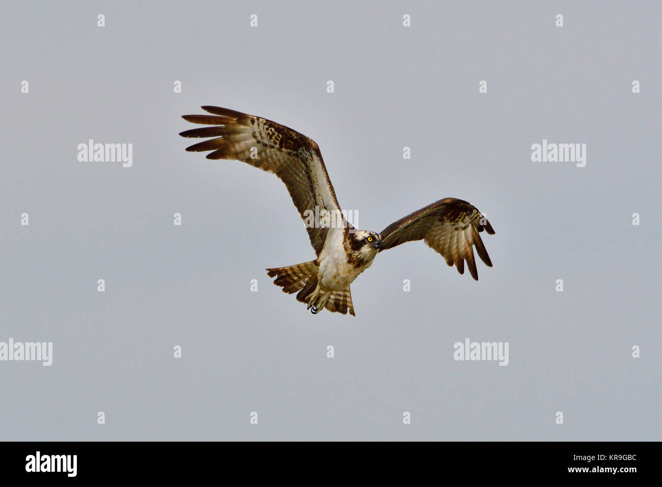 Hunting for flies hi-res stock photography and images - Alamy