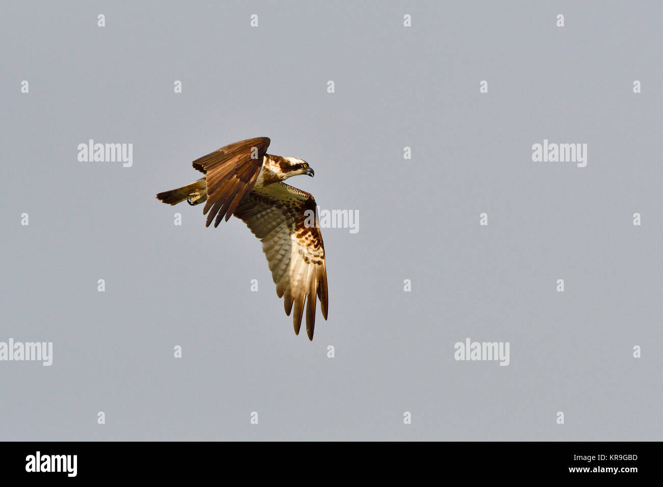 Hunting for flies hi-res stock photography and images - Alamy