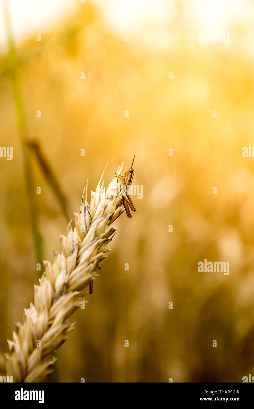 Grasshopper on a wheat ear Stock Photo - Alamy