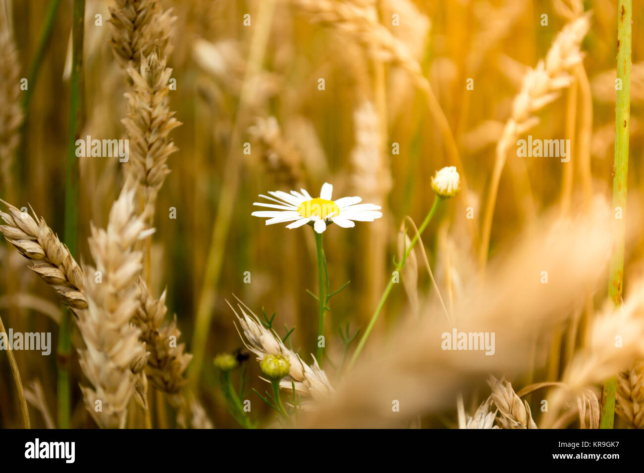 Daisy flower in a wheet field Stock Photo - Alamy