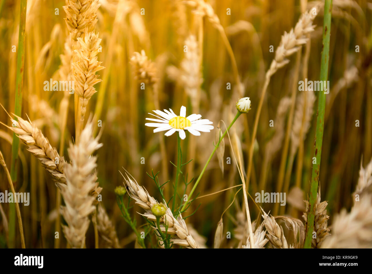 Daisy flower in a wheet field Stock Photo - Alamy