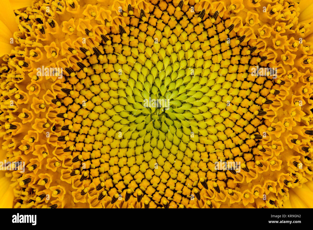 detail of sunflower Stock Photo - Alamy