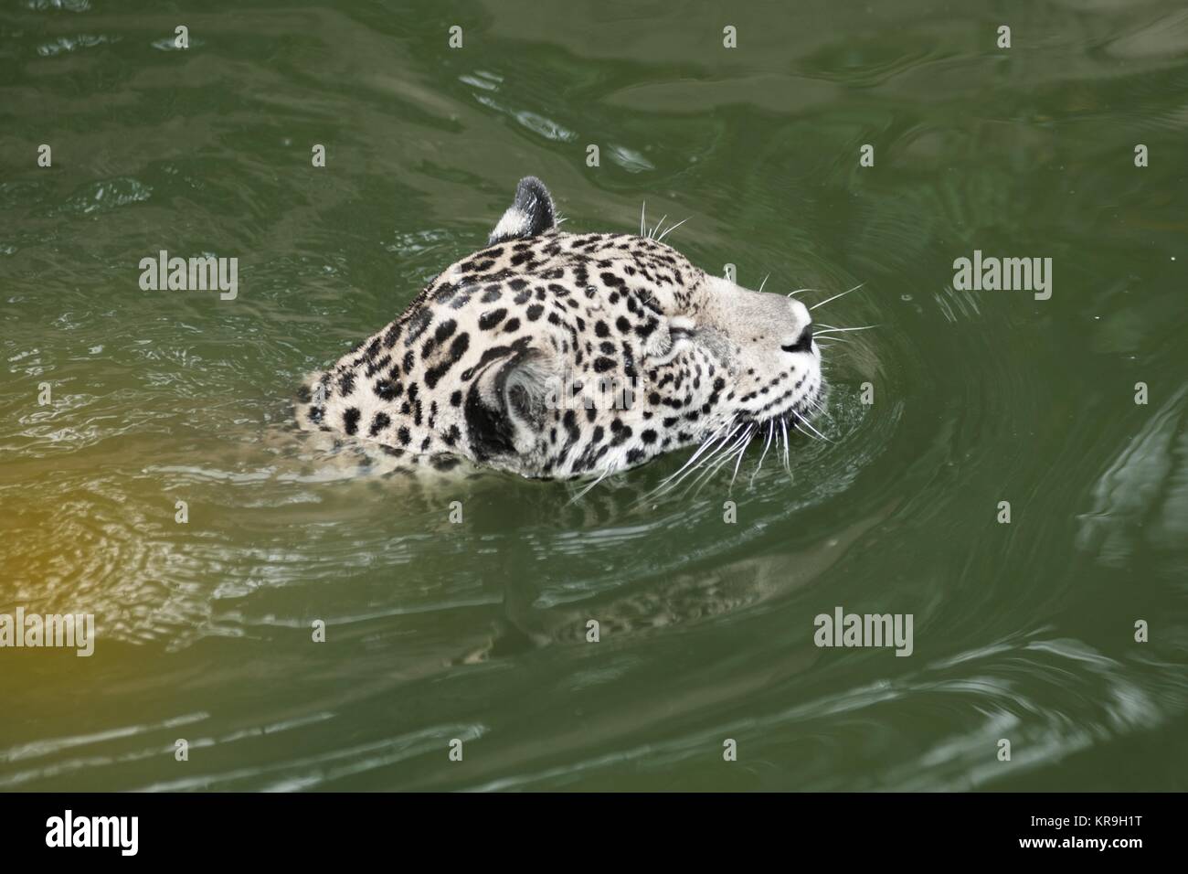 Leopard Swimming