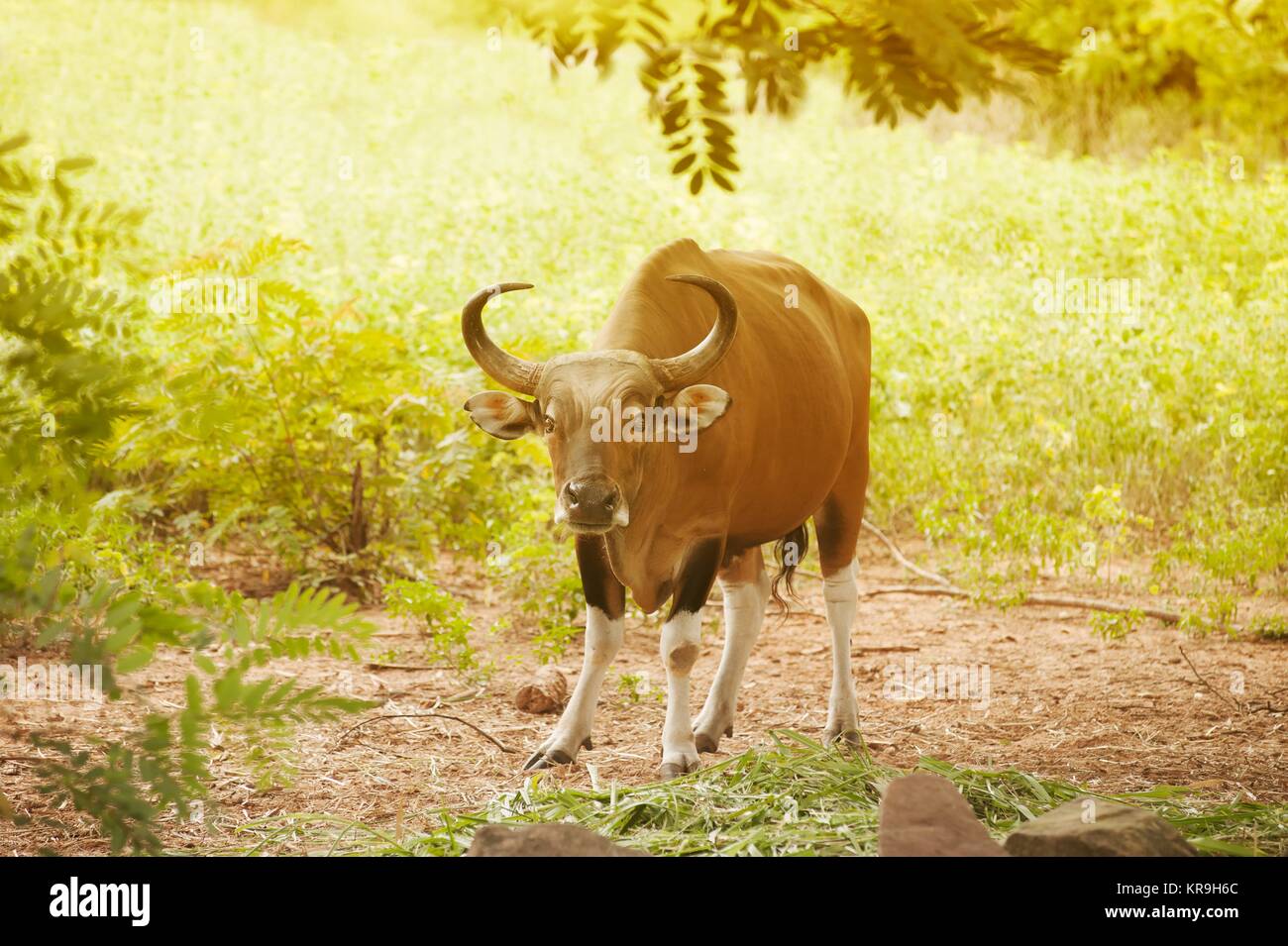 The wild gaur eating grass in the forest in Thailand Stock Photo - Alamy