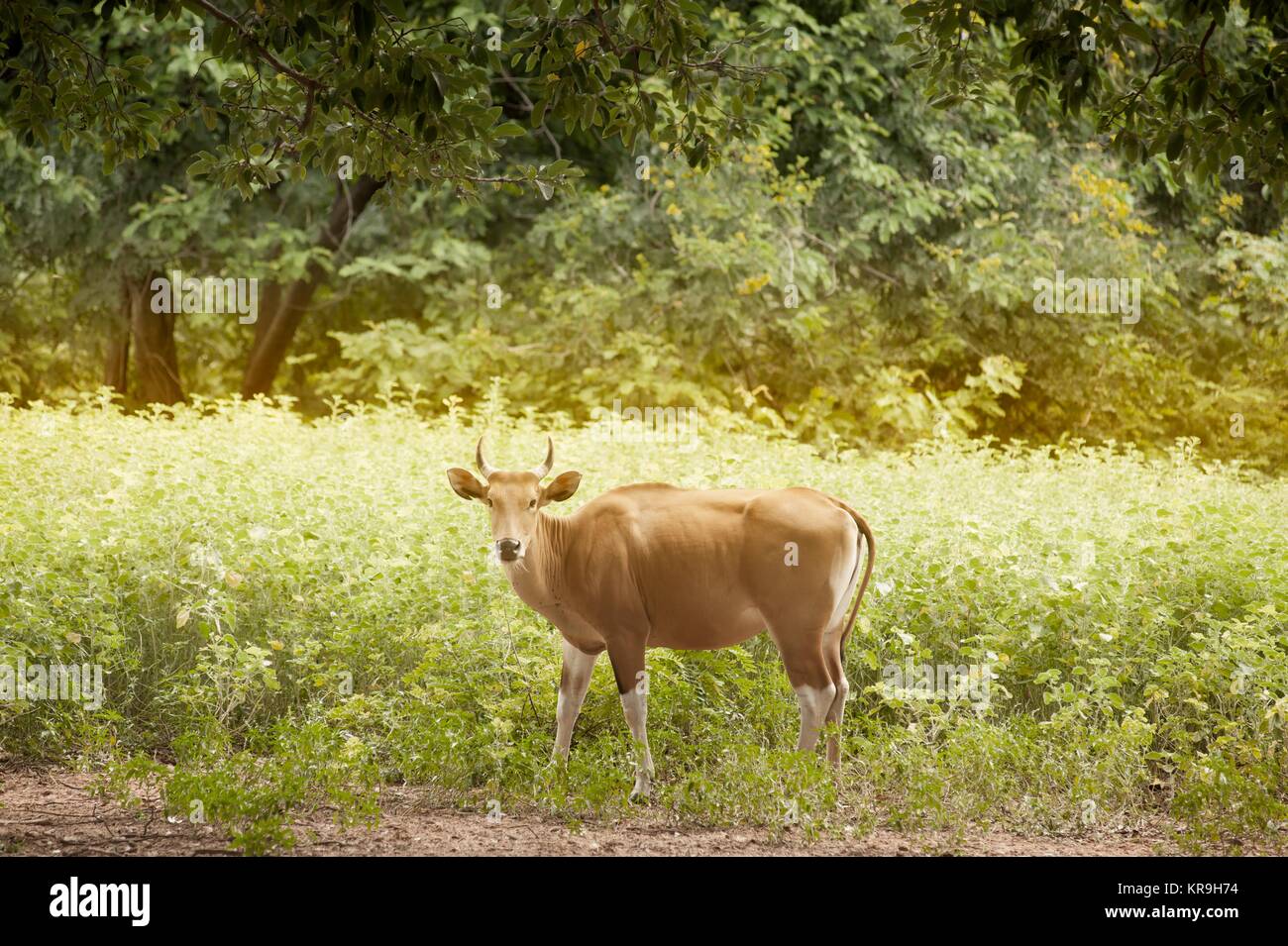 The wild gaur eating grass in the forest in Thailand Stock Photo - Alamy