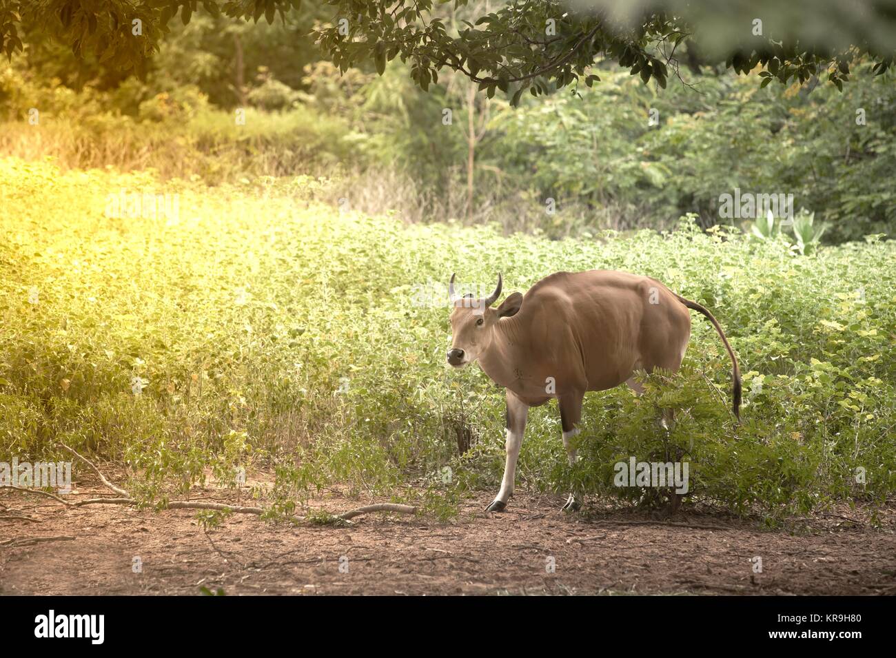 Gaur eating hi-res stock photography and images - Alamy