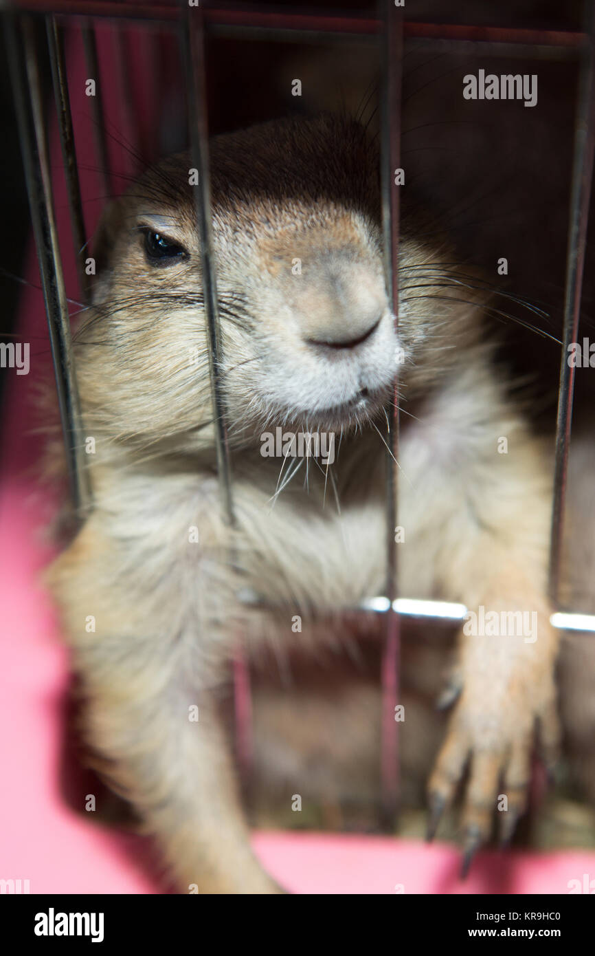 Prairie Dog in a cage Stock Photo - Alamy