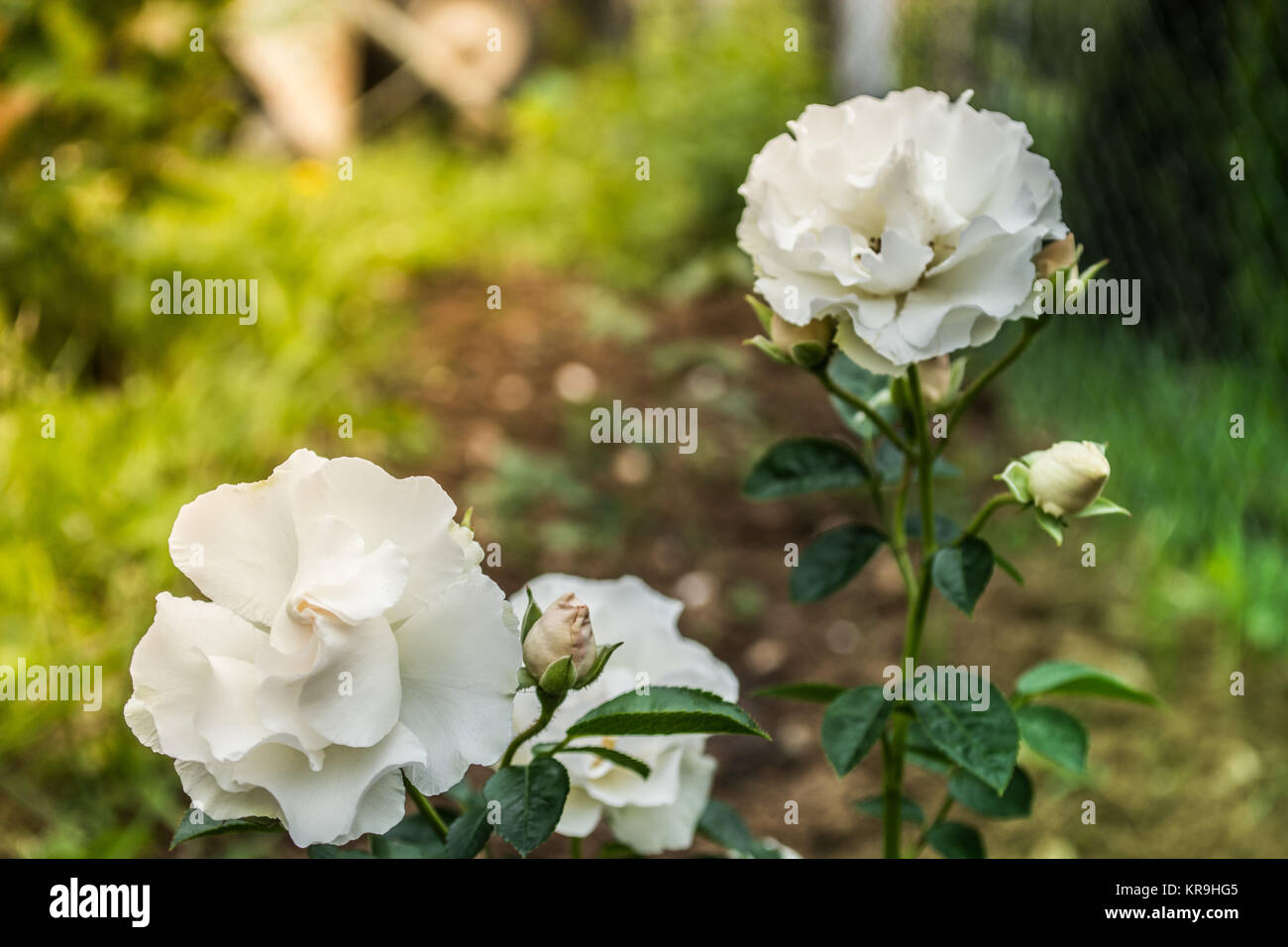 Beatiful white roses Stock Photo - Alamy