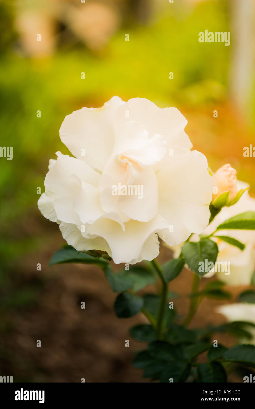 Beatiful white roses Stock Photo - Alamy