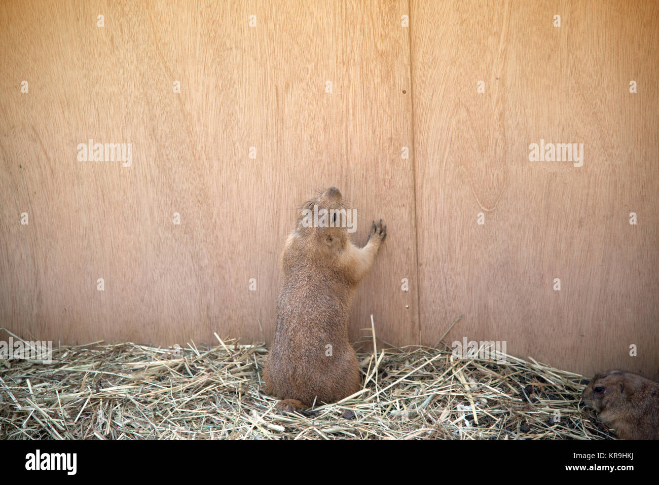 Prairie Dog standing up Stock Photo - Alamy