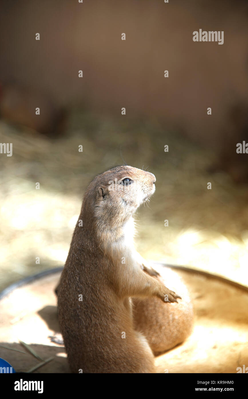Prairie Dog standing up Stock Photo - Alamy