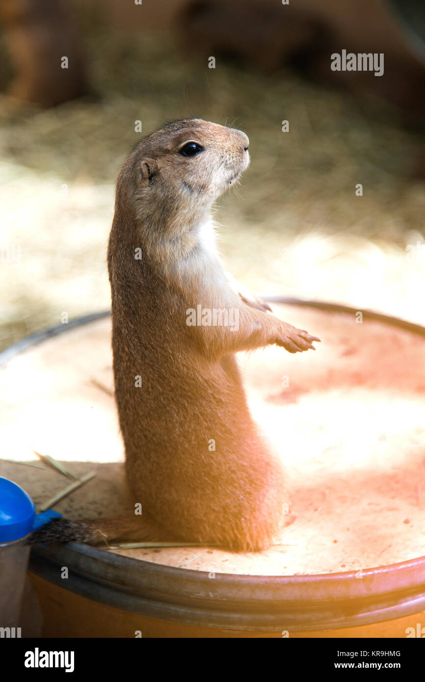 Prairie Dog standing up Stock Photo - Alamy