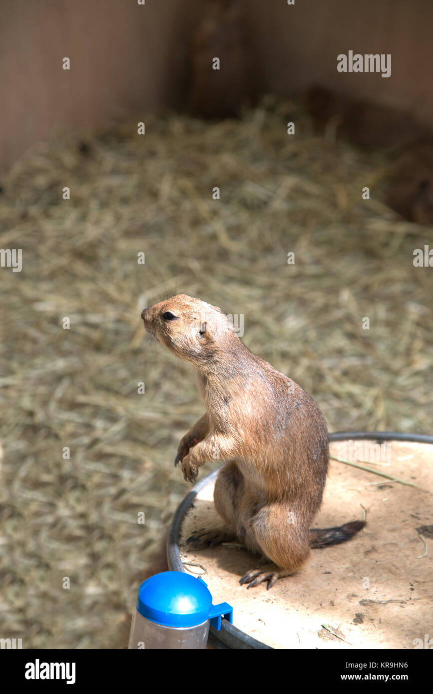 Prairie Dog standing up Stock Photo - Alamy