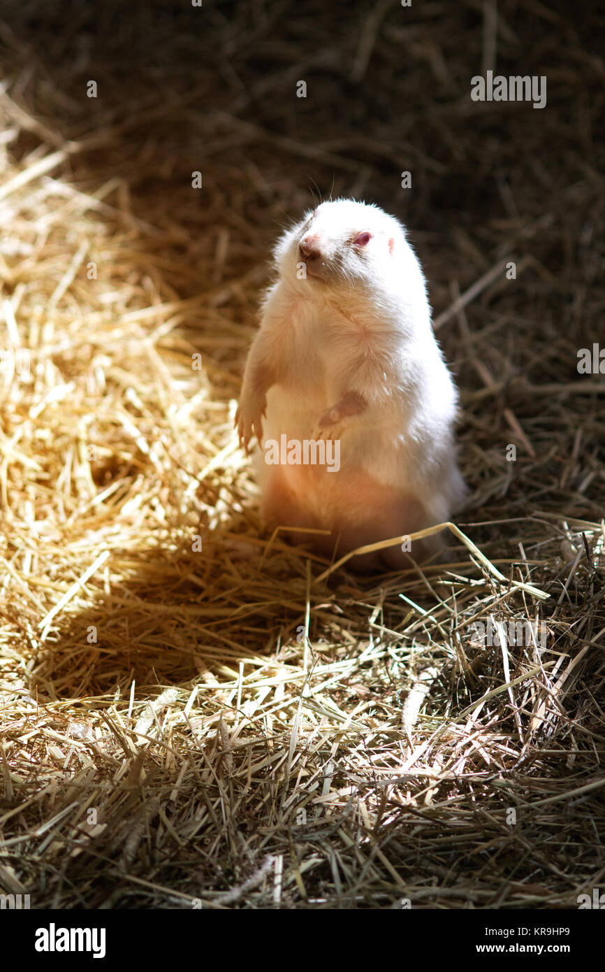 Prairie Dog standing up Stock Photo - Alamy