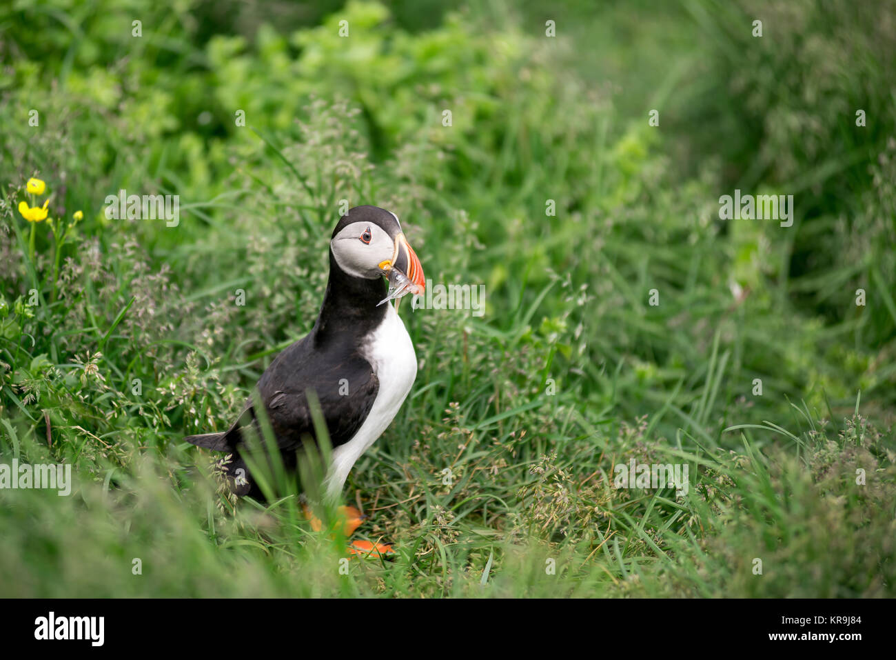 Puffin peeking hi-res stock photography and images - Alamy