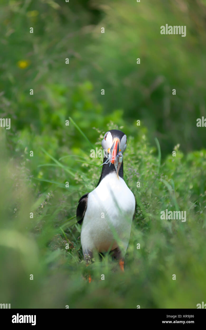 Puffin peeking hi-res stock photography and images - Alamy