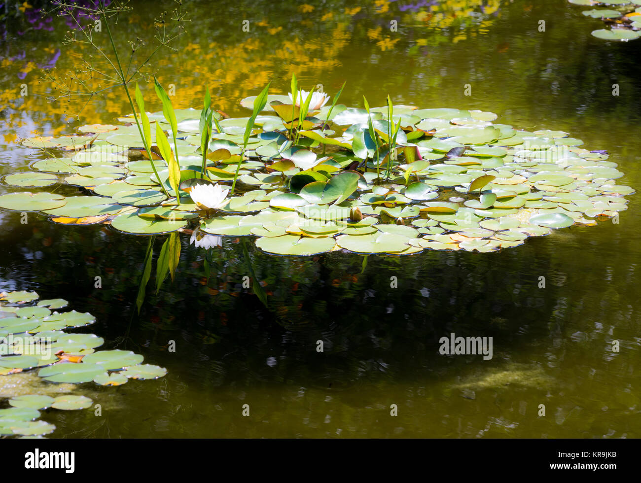 Water lily in a pond Stock Photo - Alamy