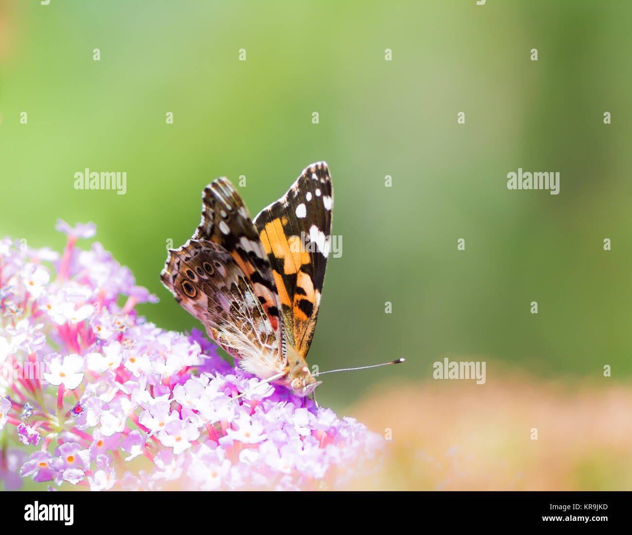 Painted Lady Butterfly Stock Photo - Alamy