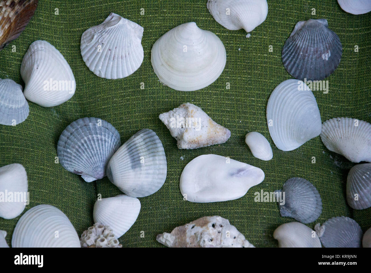 Muster muscheln hi-res stock photography and images - Alamy