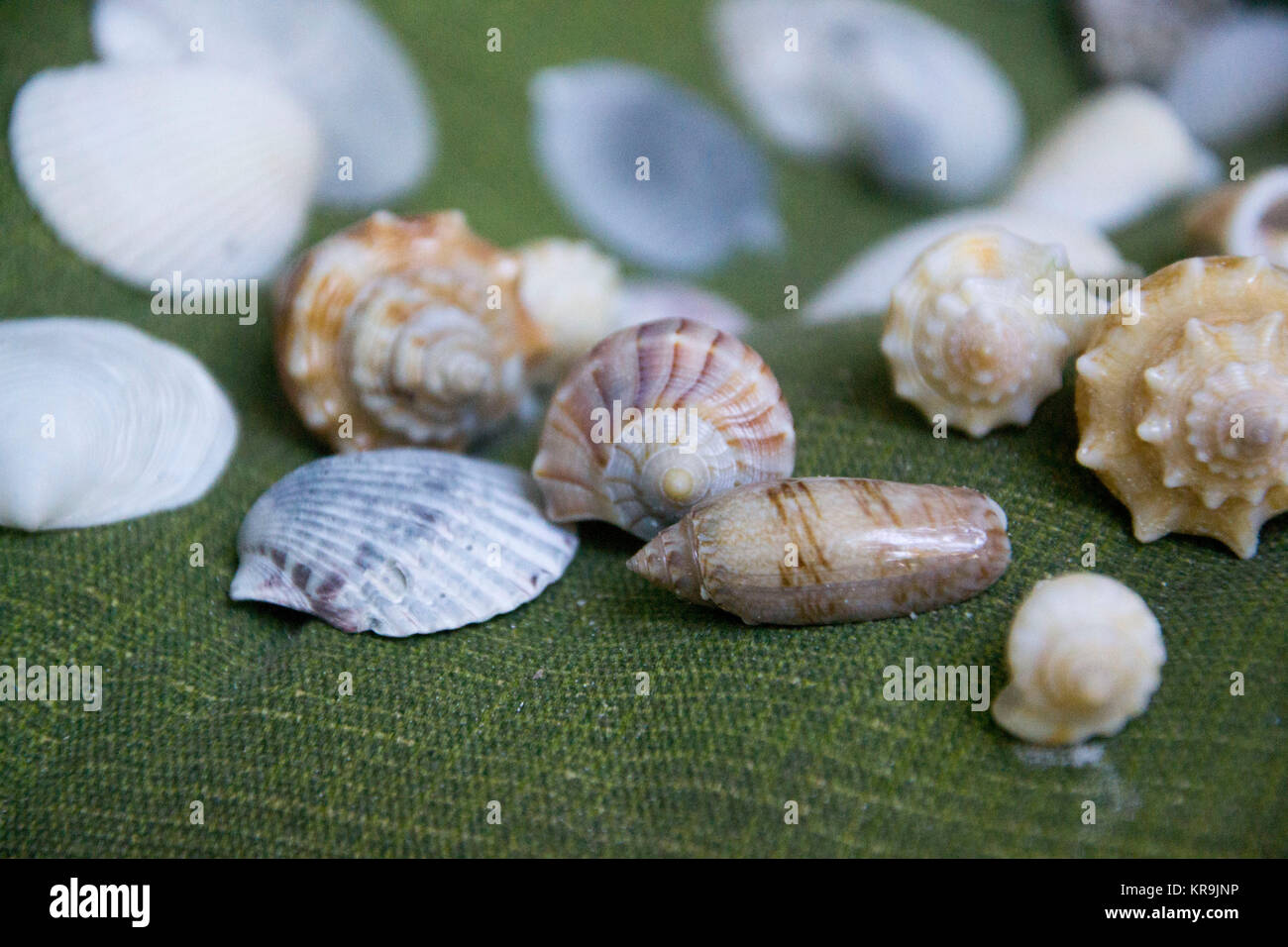 Muster muscheln hi-res stock photography and images - Alamy