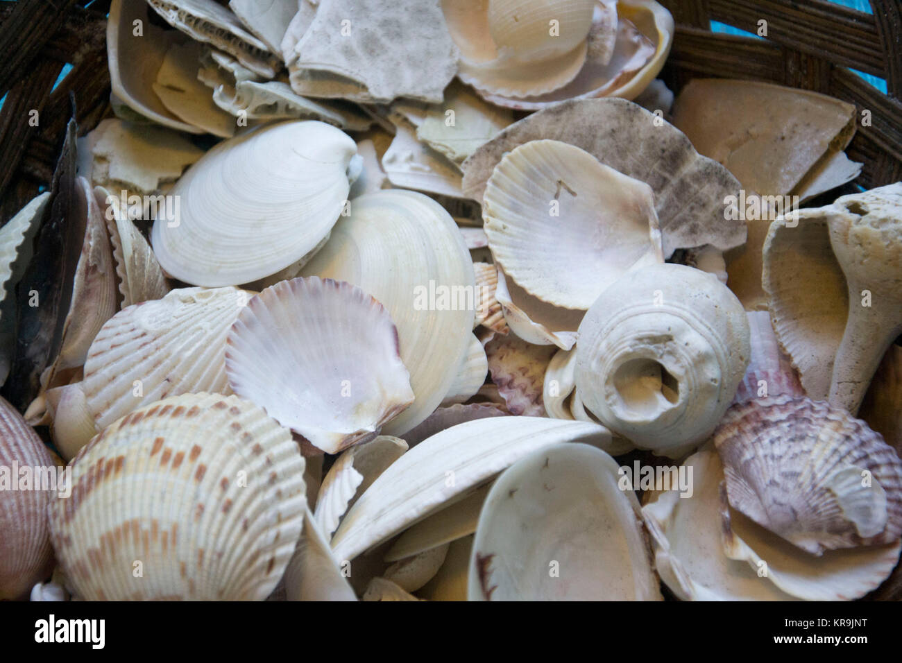 Viele muscheln hi-res stock photography and images - Alamy