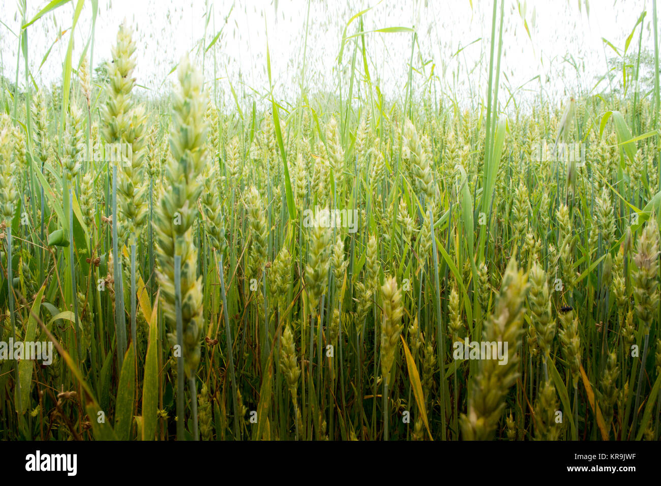 Field of green wheat Stock Photo - Alamy