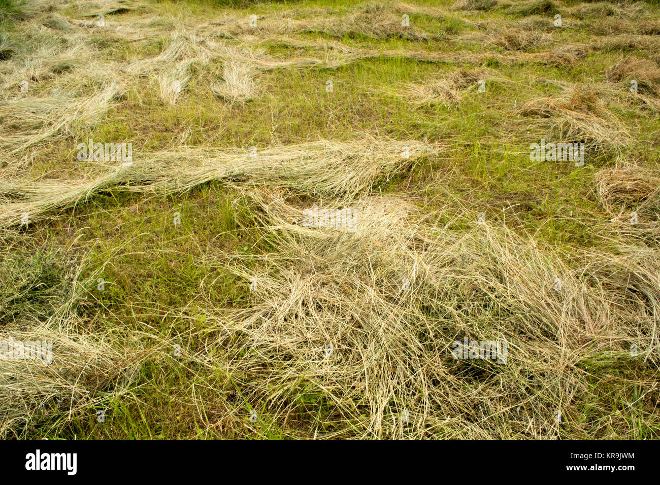 Mown forage hi-res stock photography and images - Alamy