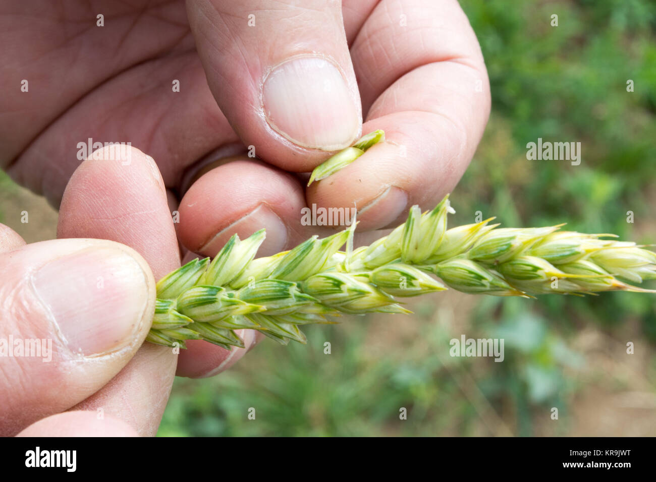 Farmer inspecting weed grain Stock Photo - Alamy