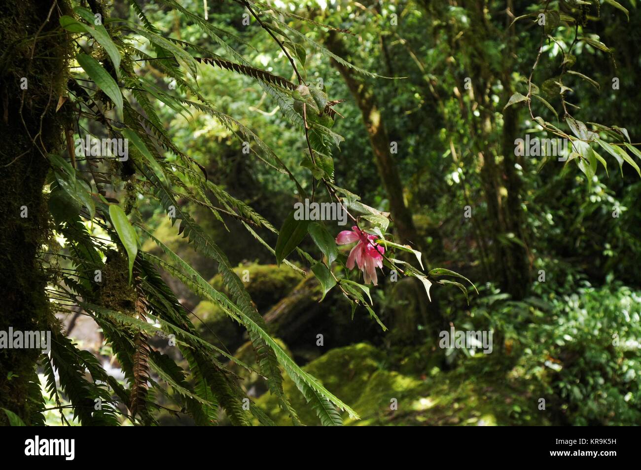 Tropical Dry Forest Orchids