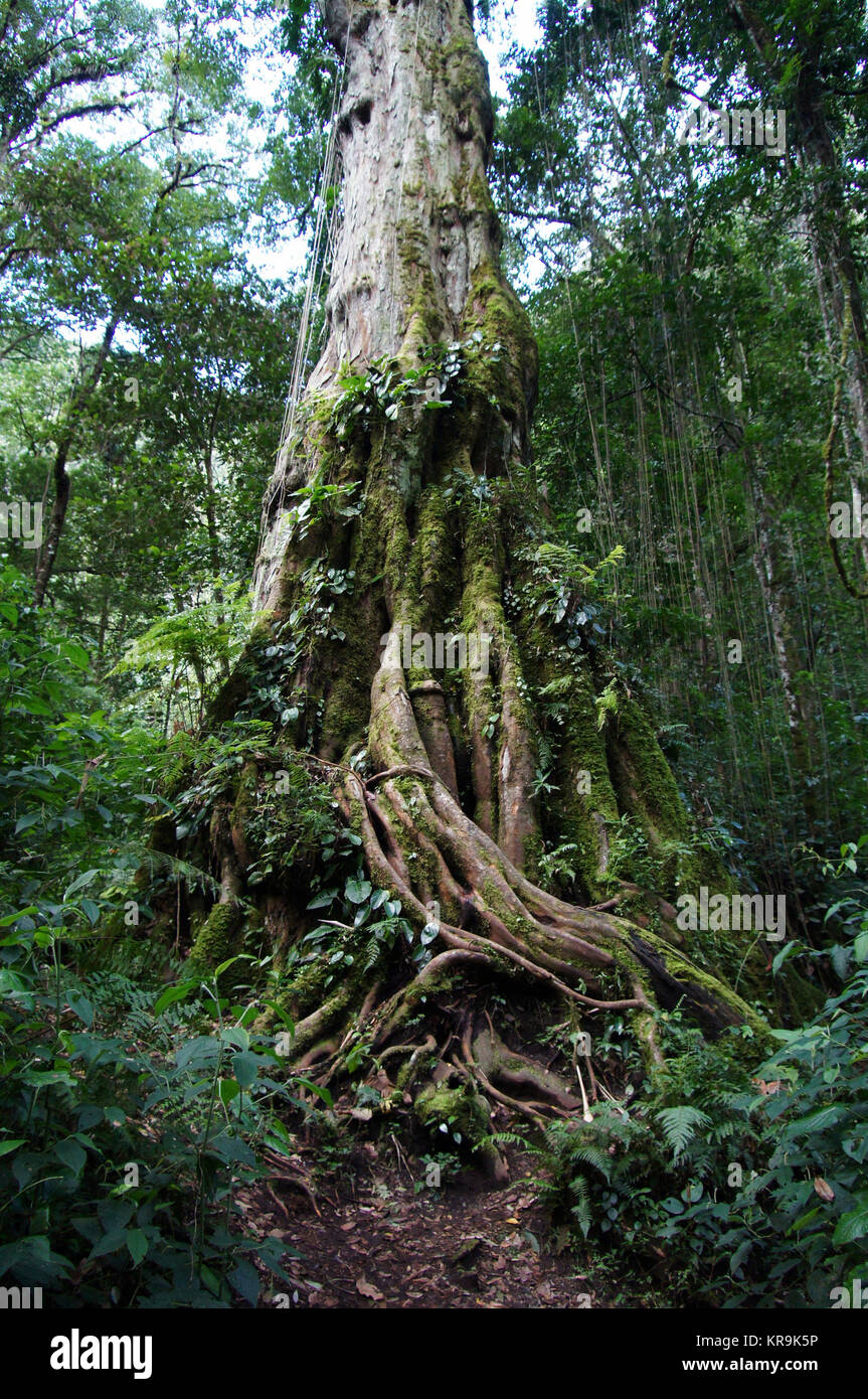 Huge old tree trunk in a tropical rainforest of Panama - vertical frame ...