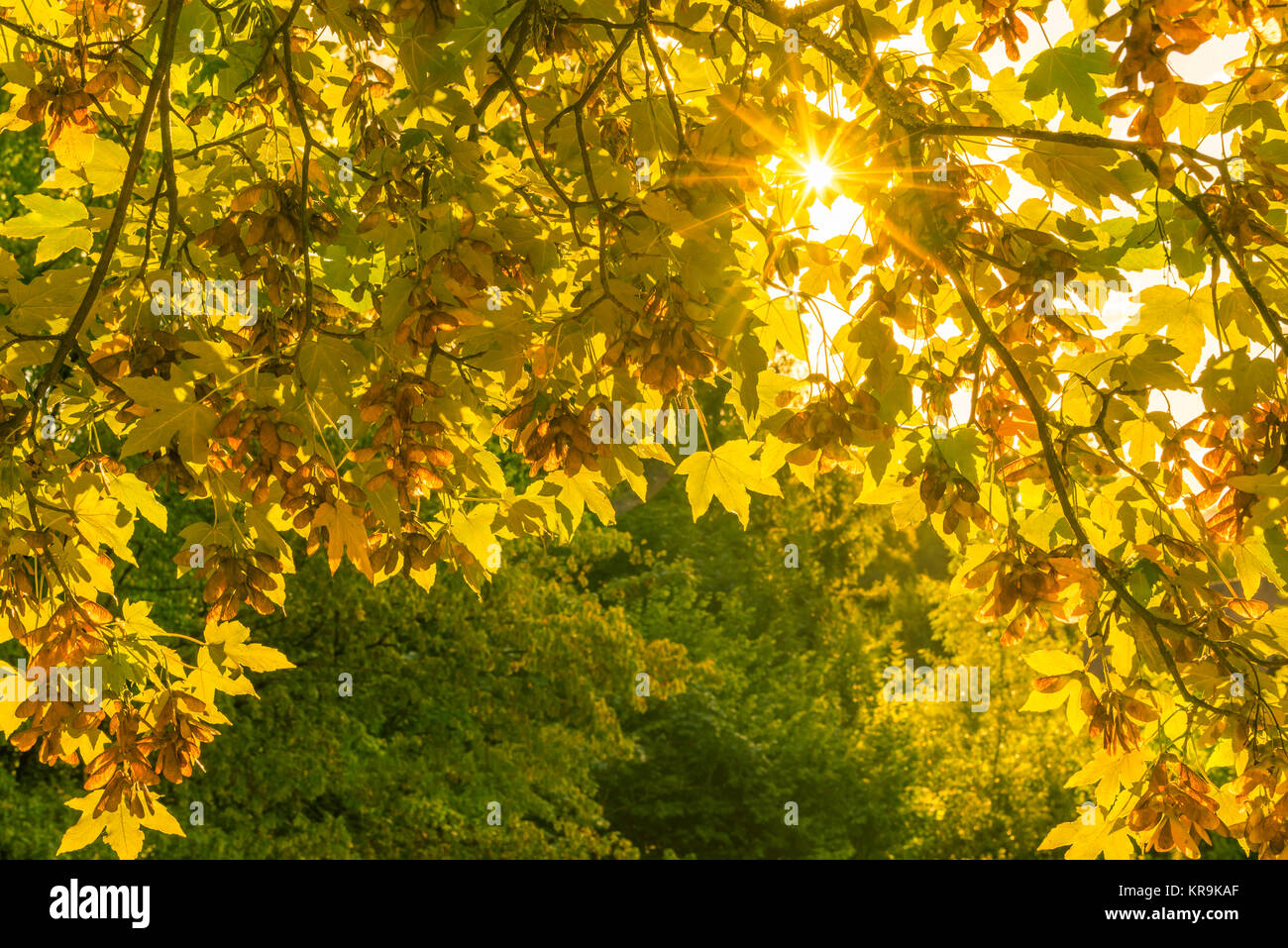 Autumn nature background and sun rays Stock Photo - Alamy