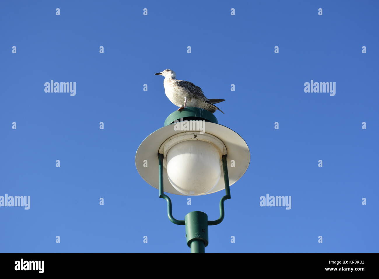 Bird lantern hi-res stock photography and images - Alamy