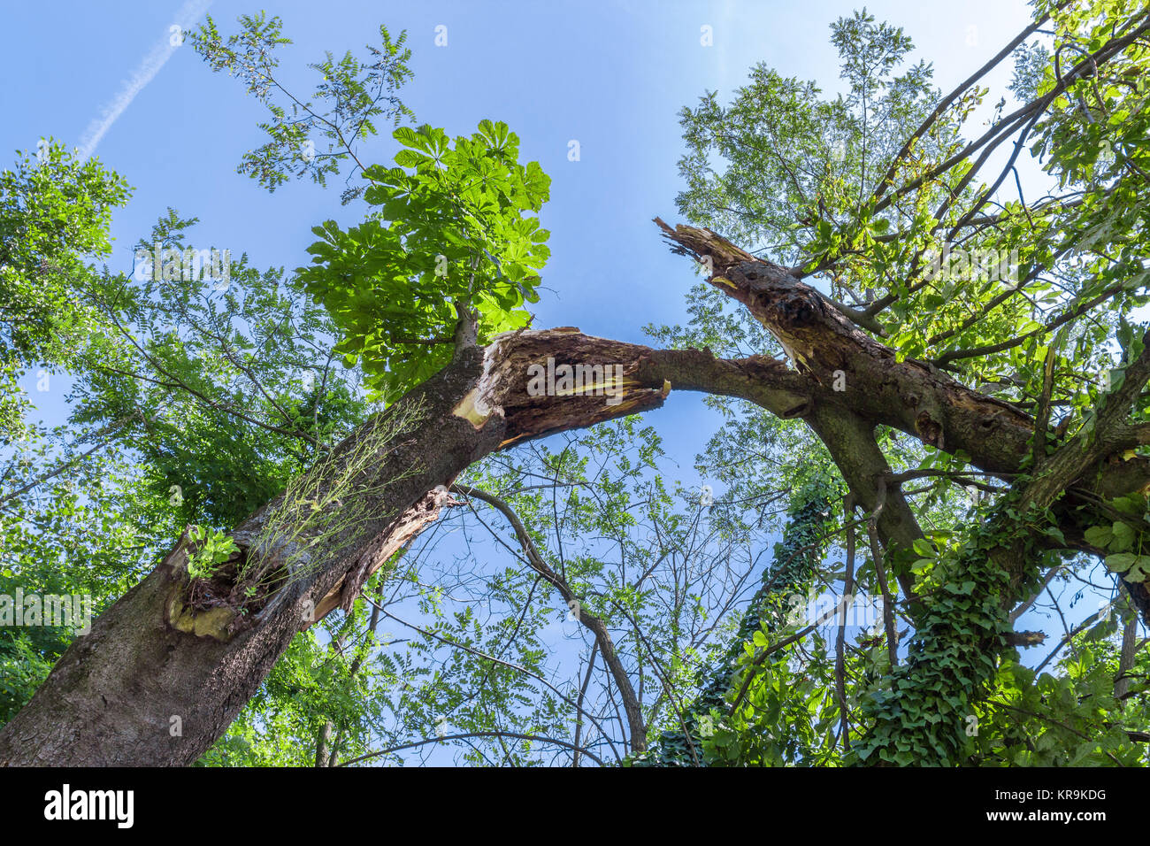 Broken wood effects hi-res stock photography and images - Alamy