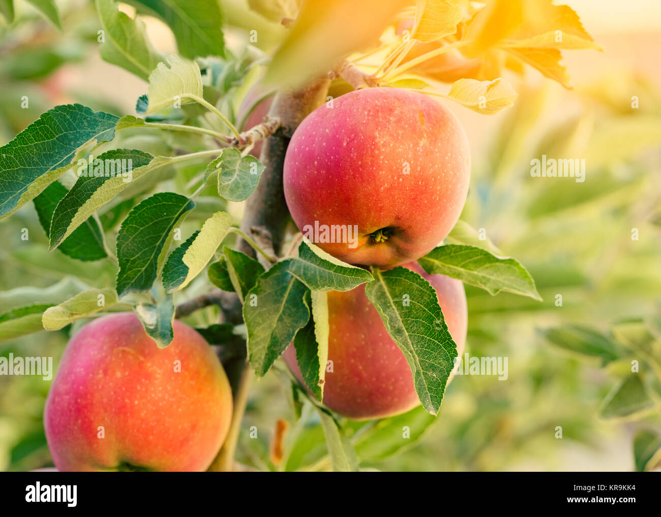 Apple tree with fruits Stock Photo - Alamy