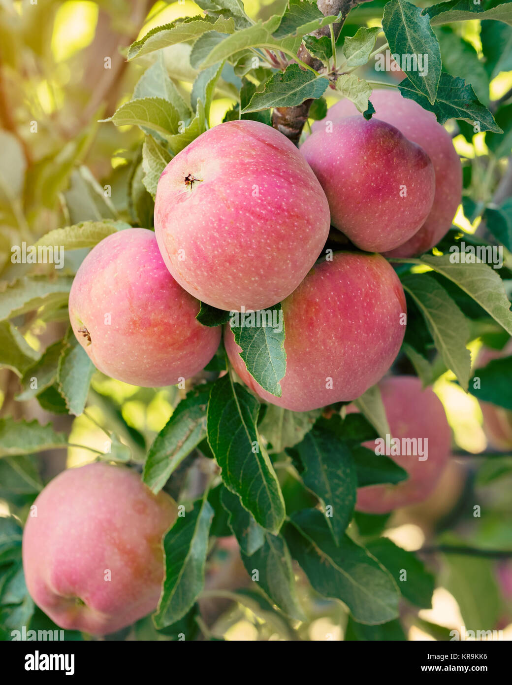 Apple tree with fruits Stock Photo - Alamy