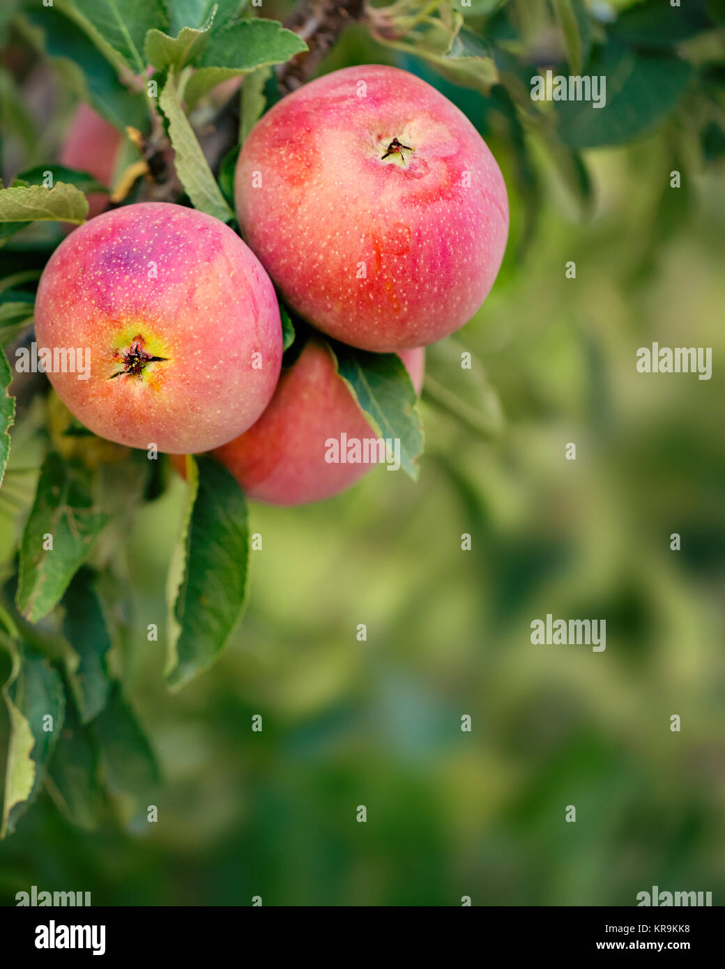 Apple tree with fruits Stock Photo - Alamy