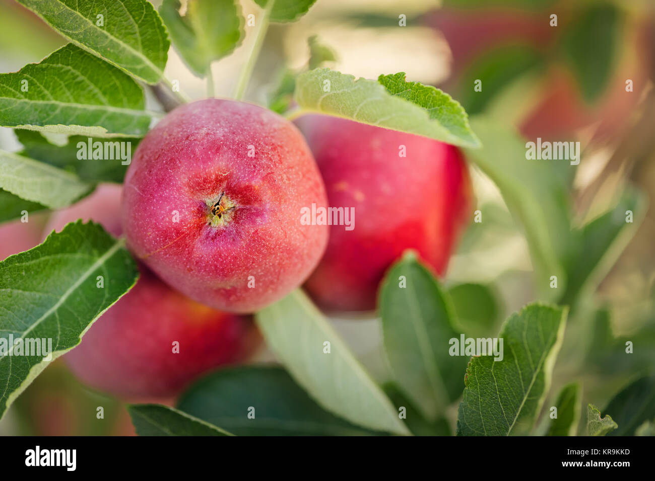 Apple tree with fruits Stock Photo - Alamy
